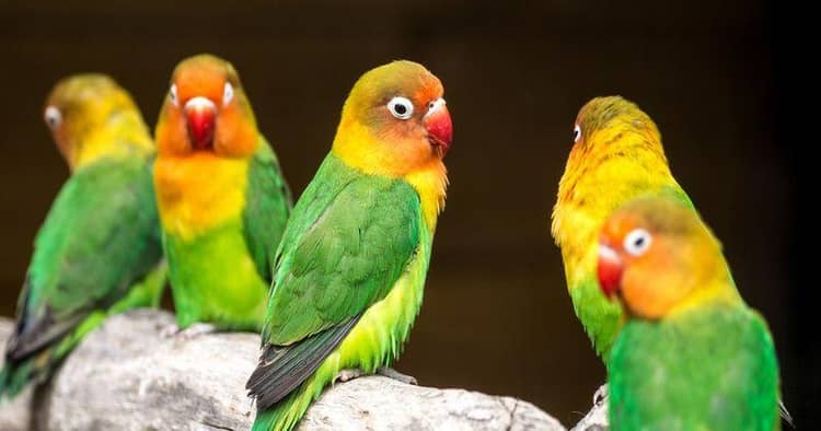 500 Nama Burung Unik Inisial A-Z Beserta Artinya | Popmama.com