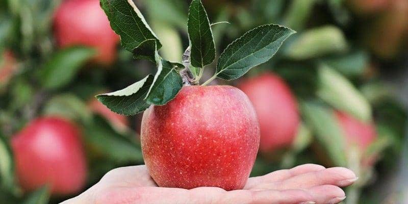 9 Manfaat dari Kandungan Vitamin Buah Apel | Popmama.com