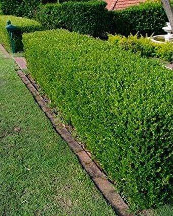 7 Jenis Tanaman Pagar Hidup yang Menghiasi Depan Rumah | Popmama.com