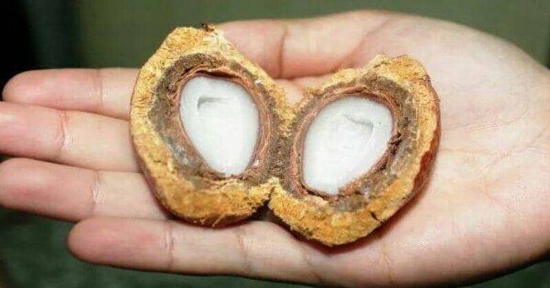 15 Buah yang Bagus untuk Promil, Bantu Tingkatkan Kesuburan | Popmama.com