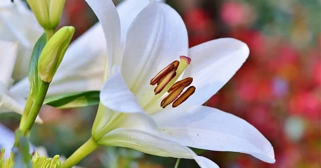 6 Bunga yang Tetap Segar dalam Vas Lebih dari Seminggu | Popmama.com