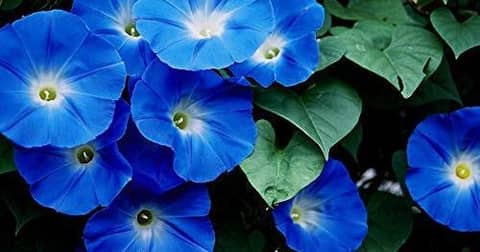 10 Rekomendasi Bunga Warna Biru untuk Membuat Teras Lebih Segar ...