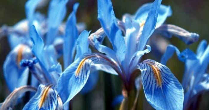 10 Rekomendasi Bunga Warna Biru untuk Membuat Teras Lebih Segar ...