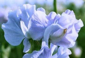 10 Rekomendasi Bunga Warna Biru untuk Membuat Teras Lebih Segar ...