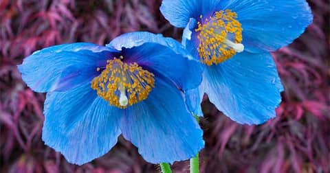 10 Rekomendasi Bunga Warna Biru untuk Membuat Teras Lebih Segar ...