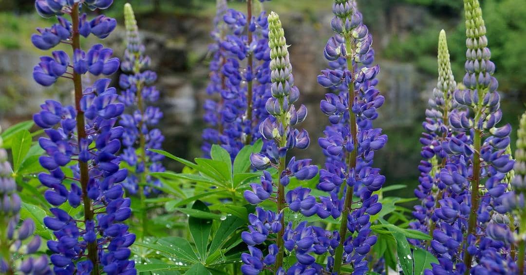 10 Rekomendasi Bunga Warna Biru untuk Membuat Teras Lebih Segar ...