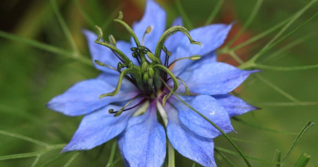 10 Rekomendasi Bunga Warna Biru untuk Membuat Teras Lebih Segar ...