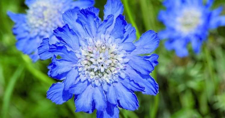 10 Rekomendasi Bunga Warna Biru untuk Membuat Teras Lebih Segar ...