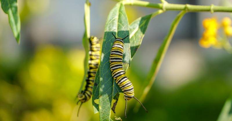 Proses Tahapan Metamorfosis Kupu-Kupu dari Ulat | Popmama.com