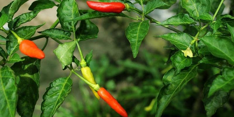 Segini Harga Cabe Rawit dan Merah 1 Kg Hari Ini | Popmama.com