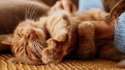 10 Cara Melatih Kucing agar Nurut dan Pintar | Popmama.com