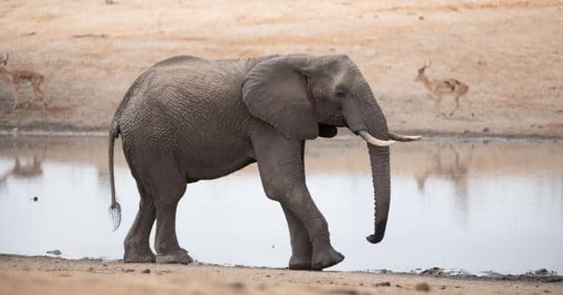 Mengenal Gajah, Ciri, Perilaku, Habitat, dan Makanannya | Popmama.com