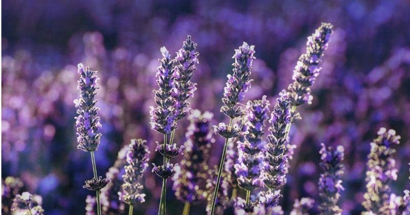 7 Cara Merawat Lavender yang Tepat untuk Pemula | Popmama.com