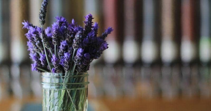 7 Cara Merawat Lavender yang Tepat untuk Pemula | Popmama.com