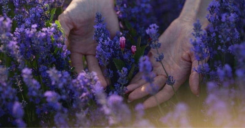 7 Cara Merawat Lavender yang Tepat untuk Pemula | Popmama.com