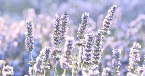 7 Cara Merawat Lavender yang Tepat untuk Pemula | Popmama.com