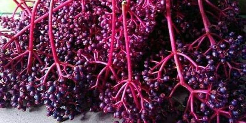15 Buah yang Bagus untuk Promil, Bantu Tingkatkan Kesuburan | Popmama.com
