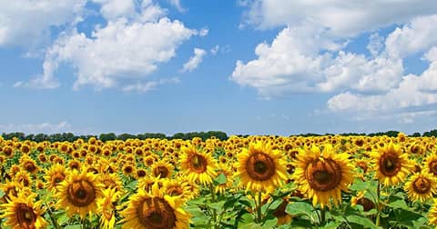 5 Cara Merawat Bunga Matahari yang Benar untuk Pemula | Popmama.com