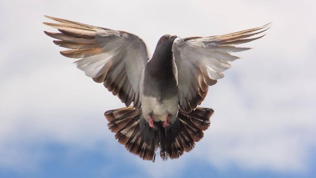 5 Bagian Tubuh Burung dan Fungsinya | Popmama.com