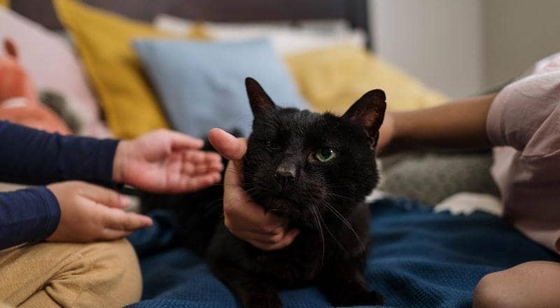 10 Fakta Menarik Kucing Hitam, Jadi Jimat Keberuntungan | Popmama.com
