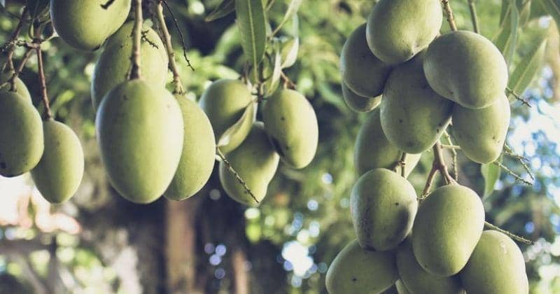 6 Tips Membuat Mangga Lebih Cepat Matang | Popmama.com