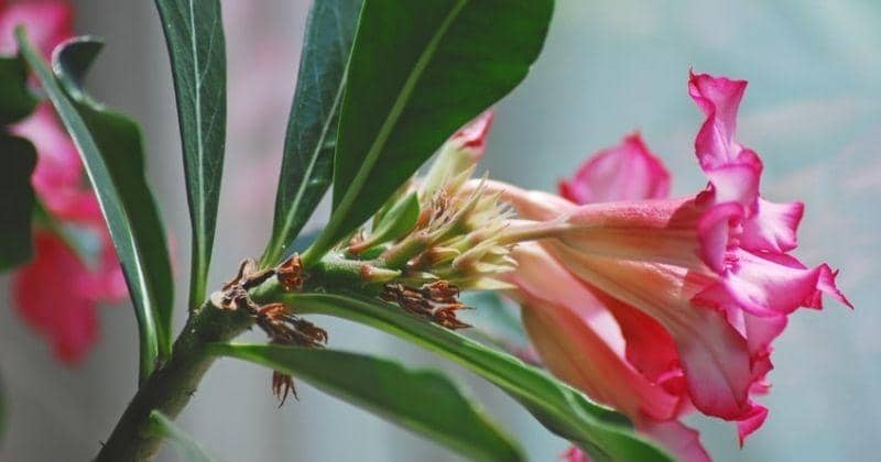 Apakah Menanam Pohon Kamboja Baik Menurut Feng Shui? | Popmama.com