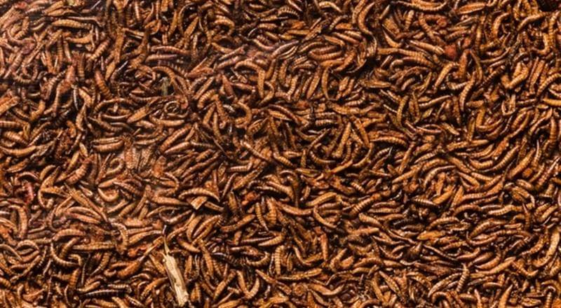 Mengenal Black Soldier Fly, Lalat Baik Gak Bawa Penyakit | Popmama.com