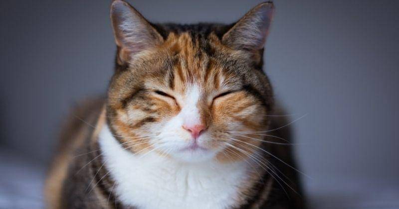 8 Cara Melebatkan Bulu Kucing, Wajib Dicoba! | Popmama.com