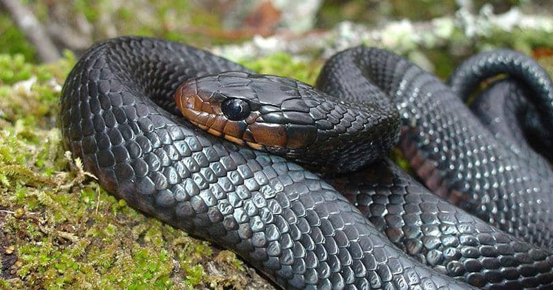 Ular Masuk Rumah Pertanda Apa? Ada Banyak Mitos | Popmama.com