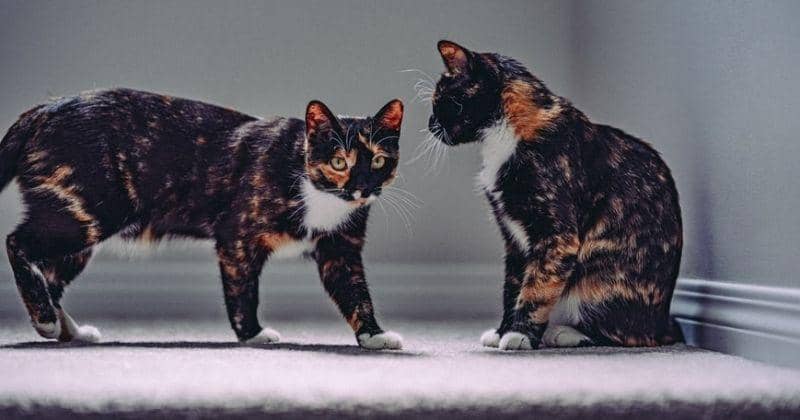 7 Cara Mengawinkan Kucing dari Proses Perkenalan | Popmama.com