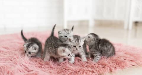 10 Cara Melatih Kucing agar Nurut dan Pintar | Popmama.com