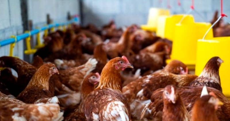 Penjelasan Ovipar, Vivipar, Ovovivipar Beserta Contohnya | Popmama.com