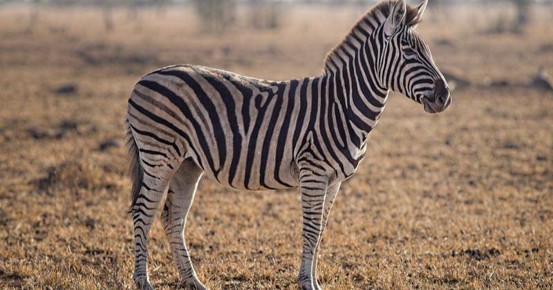 105 Nama-nama Hewan Dalam Bahasa Arab Mulai Huruf A Sampai Z | Popmama.com