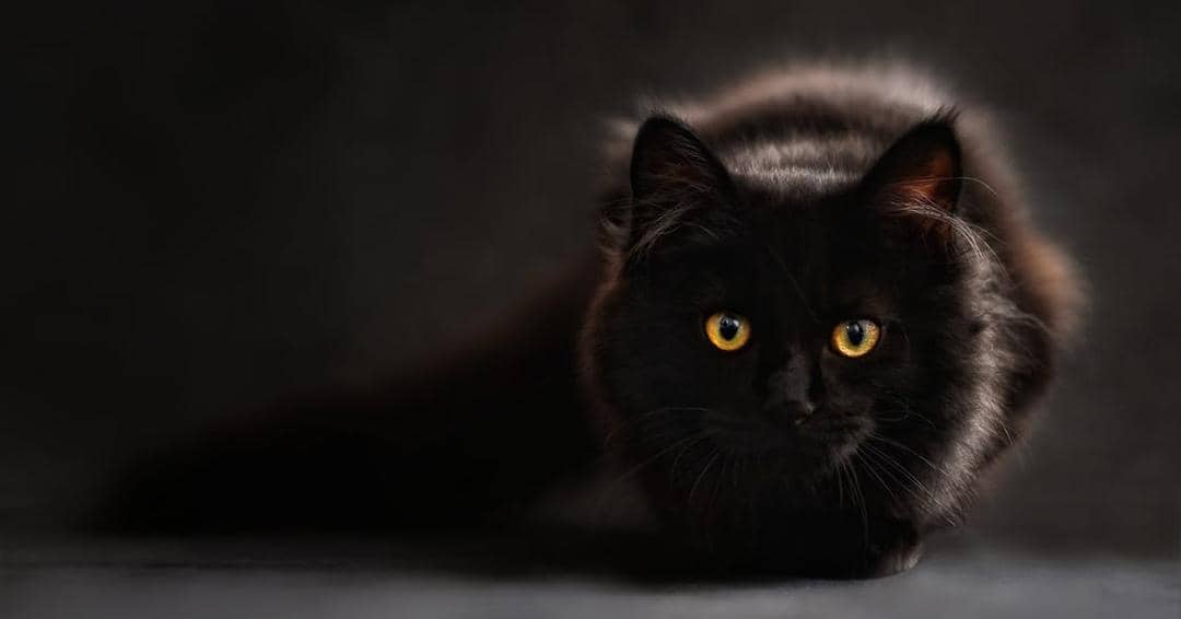 10 Fakta Menarik Kucing Hitam, Jadi Jimat Keberuntungan | Popmama.com