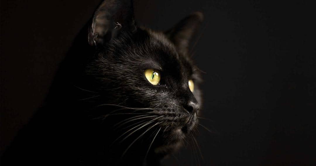 10 Fakta Menarik Kucing Hitam, Jadi Jimat Keberuntungan | Popmama.com