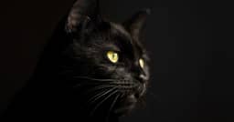 10 Fakta Menarik Kucing Hitam, Jadi Jimat Keberuntungan | Popmama.com