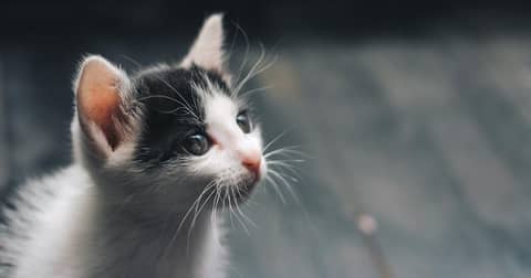 10 Tanda Kucing Sedang Sedih yang Jarang Disadari Pemilik | Popmama.com