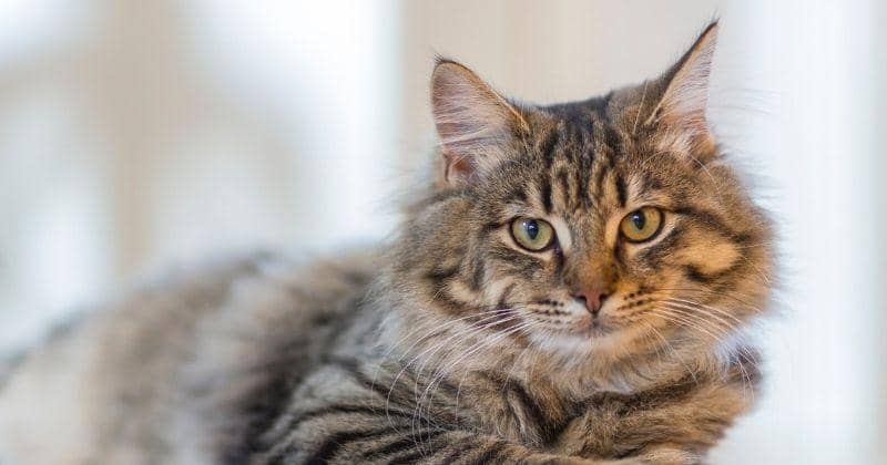 Berapa Lama Kucing Hamil hingga Melahirkan? | Popmama.com
