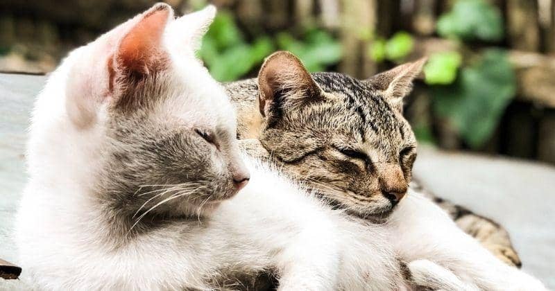 Berapa Lama Kucing Hamil hingga Melahirkan? | Popmama.com