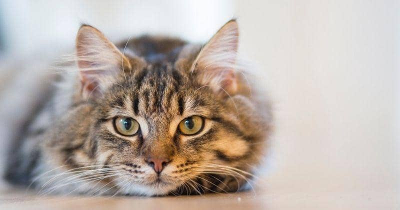 Berapa Lama Kucing Hamil hingga Melahirkan? | Popmama.com