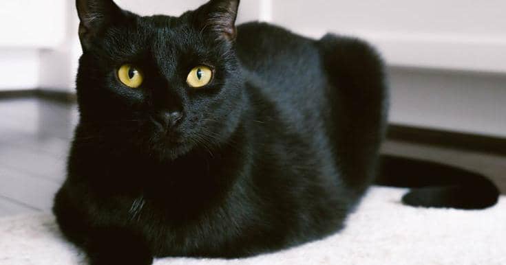 40 Jenis-Jenis Kucing dari Berbagai Ras | Popmama.com