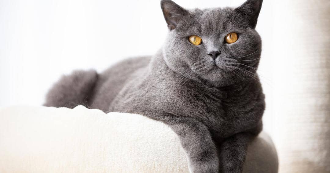 40 Jenis-Jenis Kucing dari Berbagai Ras | Popmama.com