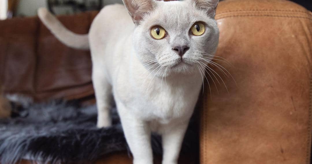 40 Jenis-Jenis Kucing dari Berbagai Ras | Popmama.com
