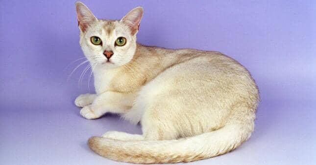 40 Jenis-Jenis Kucing dari Berbagai Ras | Popmama.com