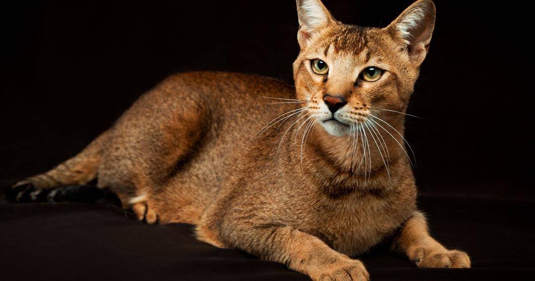 40 Jenis-Jenis Kucing dari Berbagai Ras | Popmama.com