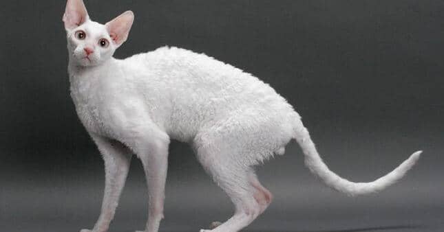 40 Jenis-Jenis Kucing dari Berbagai Ras | Popmama.com
