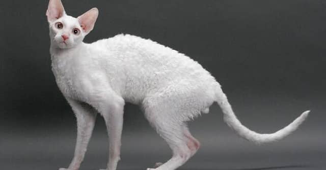 40 Jenis-Jenis Kucing dari Berbagai Ras | Popmama.com