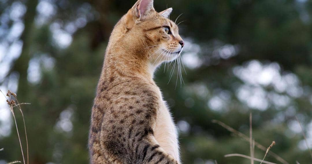 40 Jenis-Jenis Kucing dari Berbagai Ras | Popmama.com