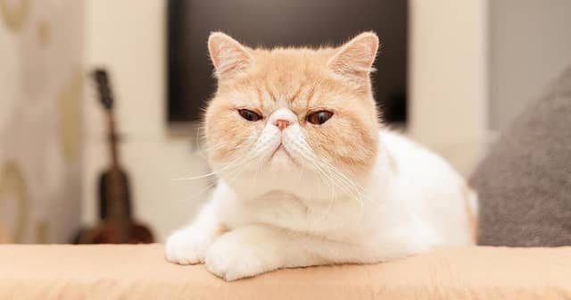 40 Jenis-Jenis Kucing dari Berbagai Ras | Popmama.com