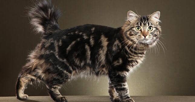 40 Jenis-Jenis Kucing dari Berbagai Ras | Popmama.com